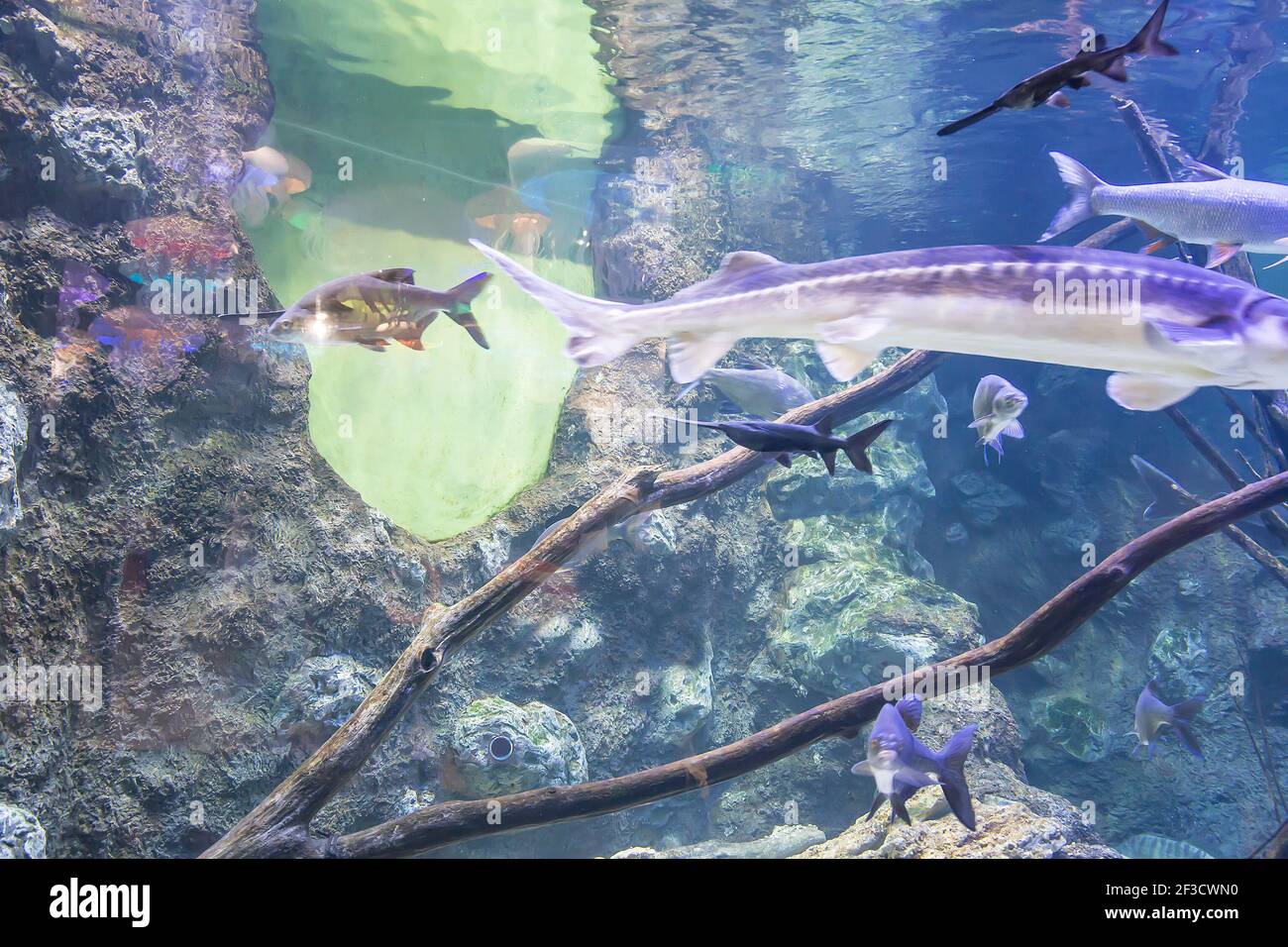 Large marine fish, underwater life Stock Photo - Alamy