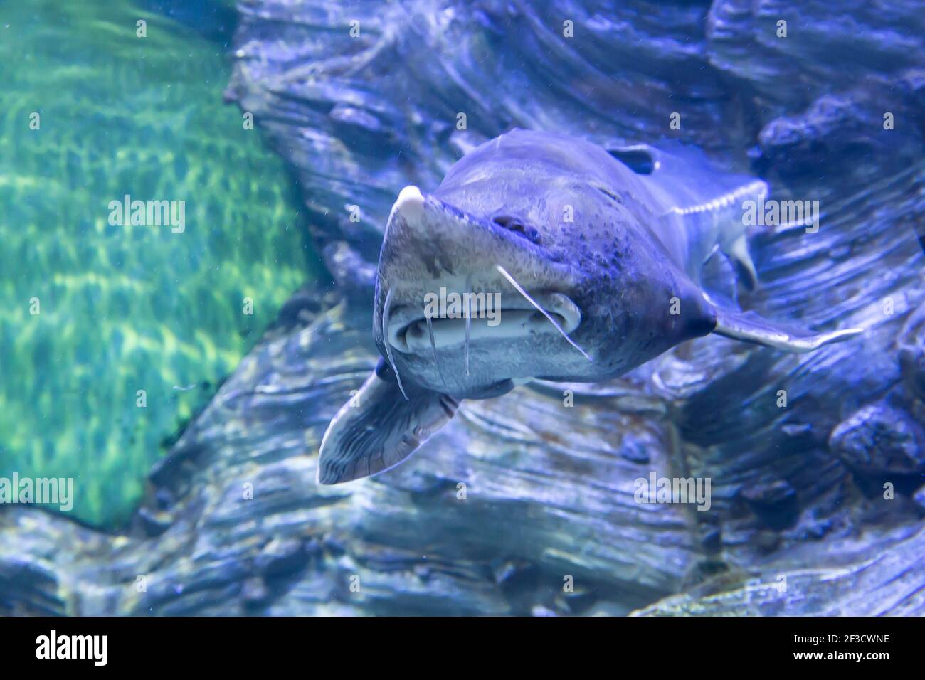 Large marine fish, underwater life Stock Photo - Alamy