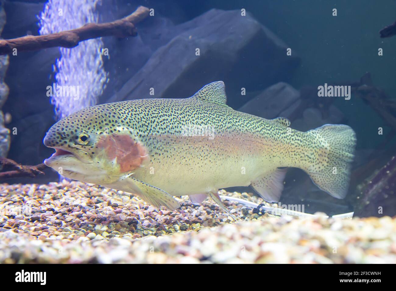 Large marine fish, underwater life Stock Photo - Alamy