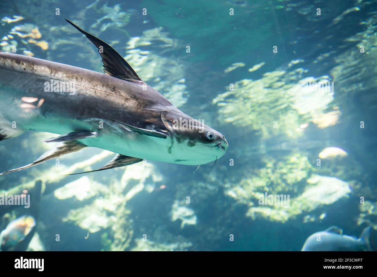 Large marine fish, underwater life Stock Photo - Alamy