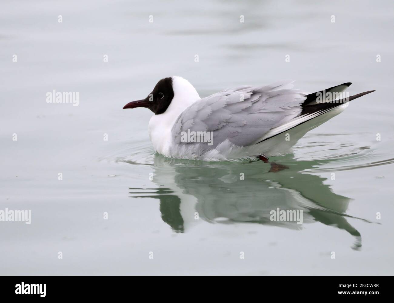 BOLE, CHINA - MARCH 16, 2021 - A relict Gull, an internationally ...