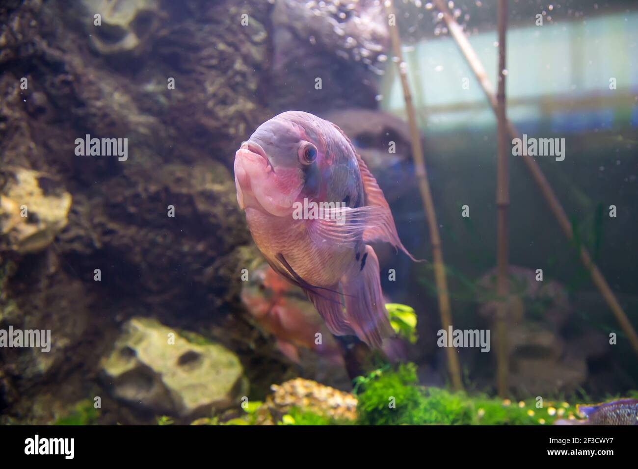 Large marine fish, underwater life Stock Photo - Alamy