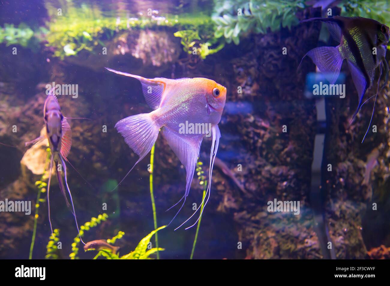 Large marine fish, underwater life Stock Photo - Alamy