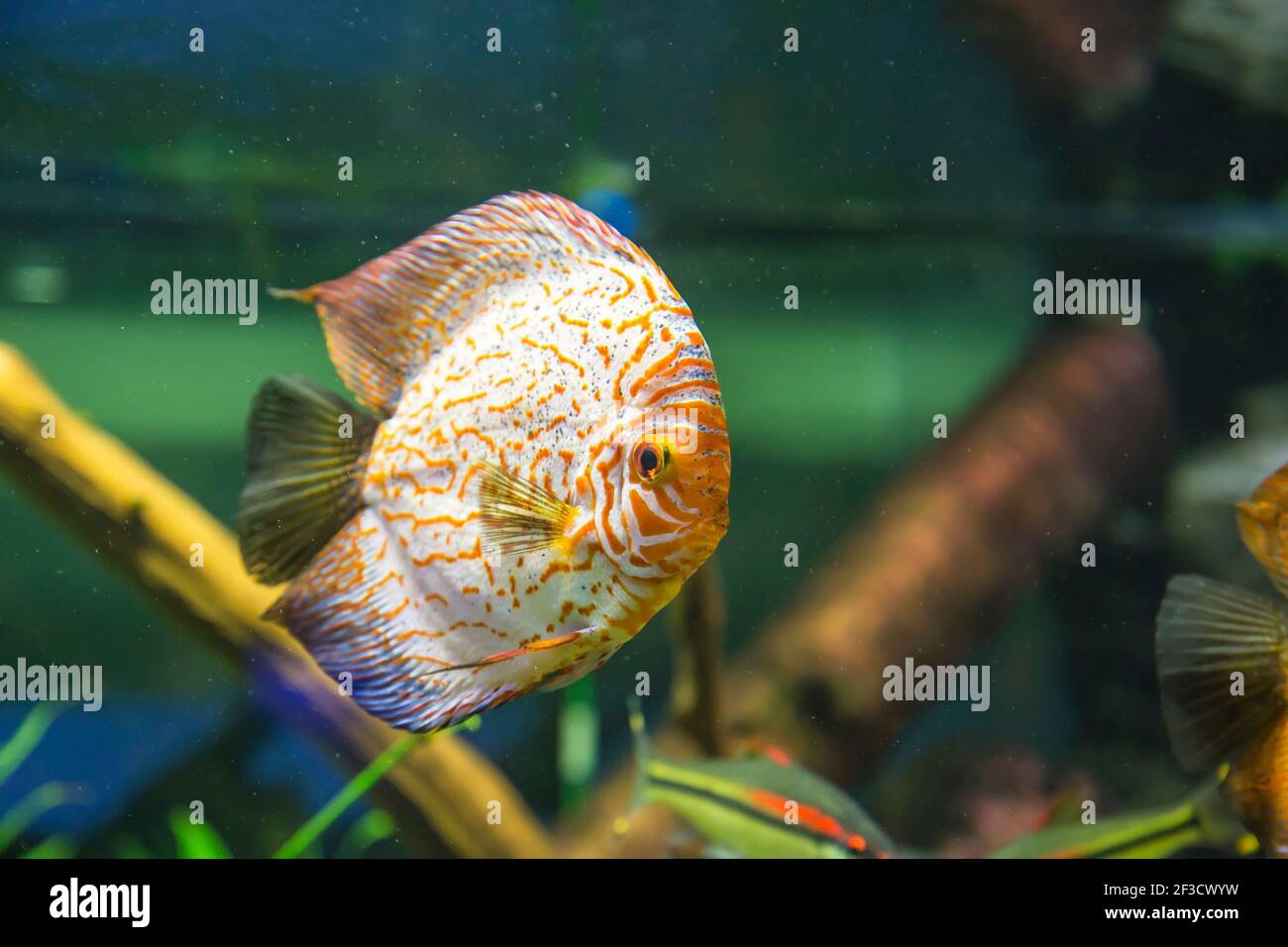 Large marine fish, underwater life Stock Photo - Alamy