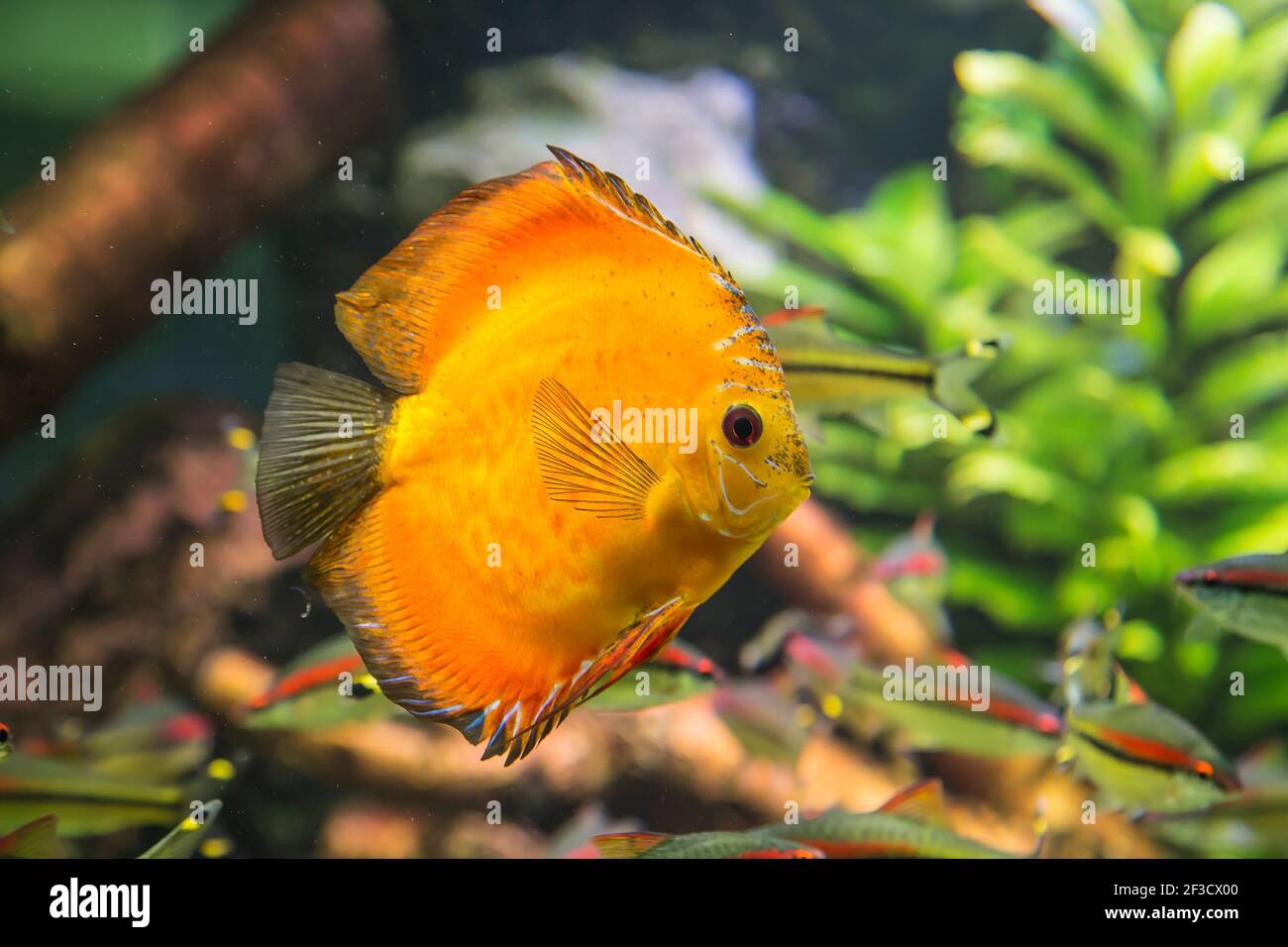 Large marine fish, underwater life Stock Photo - Alamy