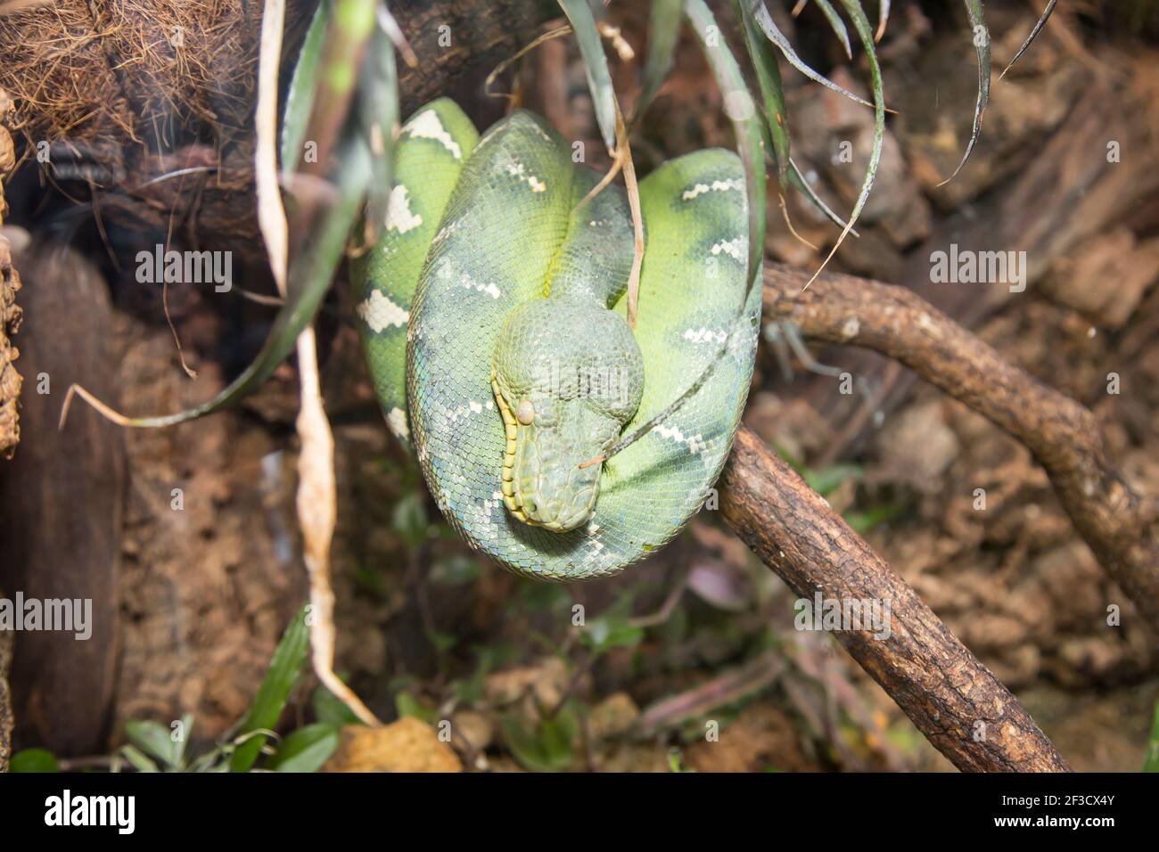 Emerald tree boa, baby hi-res stock photography and images - Alamy