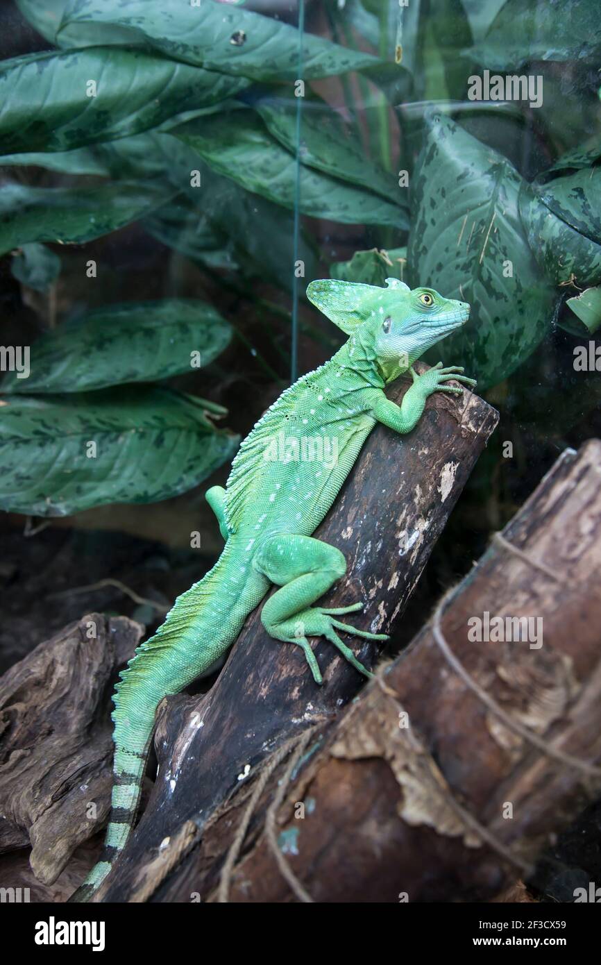 The common basilisk (Basiliscus basiliscus) is a species of lizard in ...