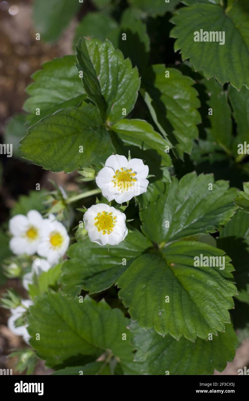Strawberry pollination hi-res stock photography and images - Alamy
