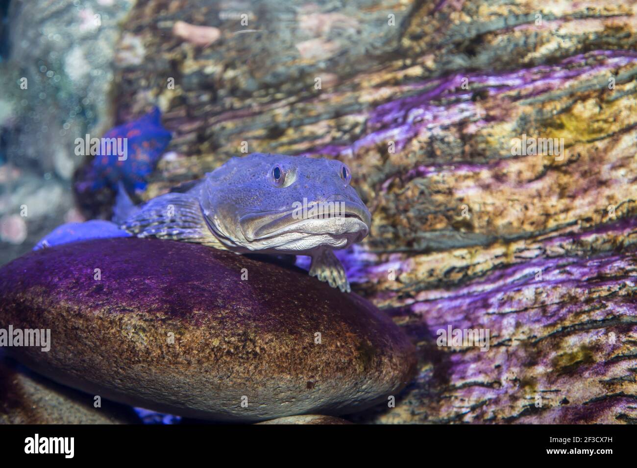 Large marine fish, underwater life Stock Photo - Alamy