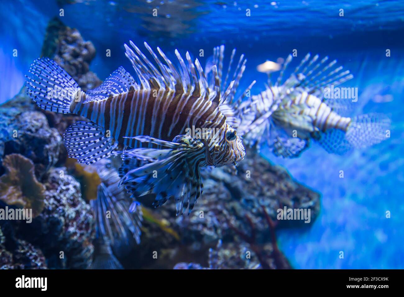 Large marine fish, underwater life Stock Photo - Alamy