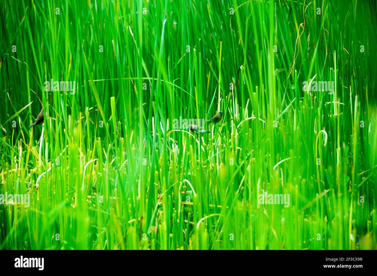 Rice sparrows hi-res stock photography and images - Alamy