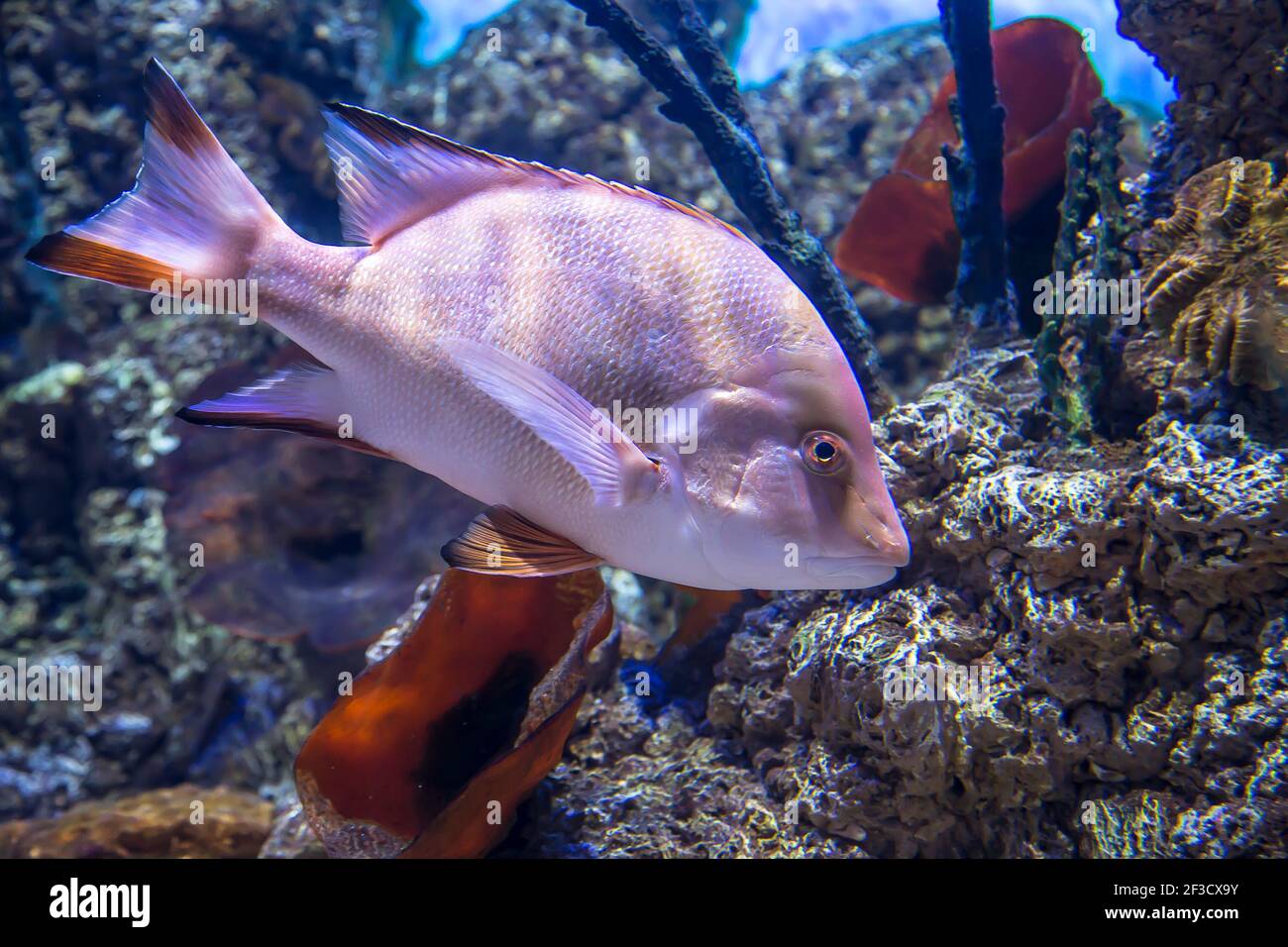 Large marine fish, underwater life Stock Photo - Alamy