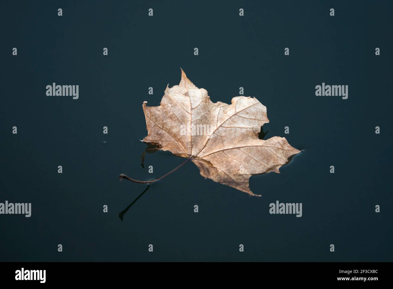 Floating dry leaf hi-res stock photography and images - Alamy