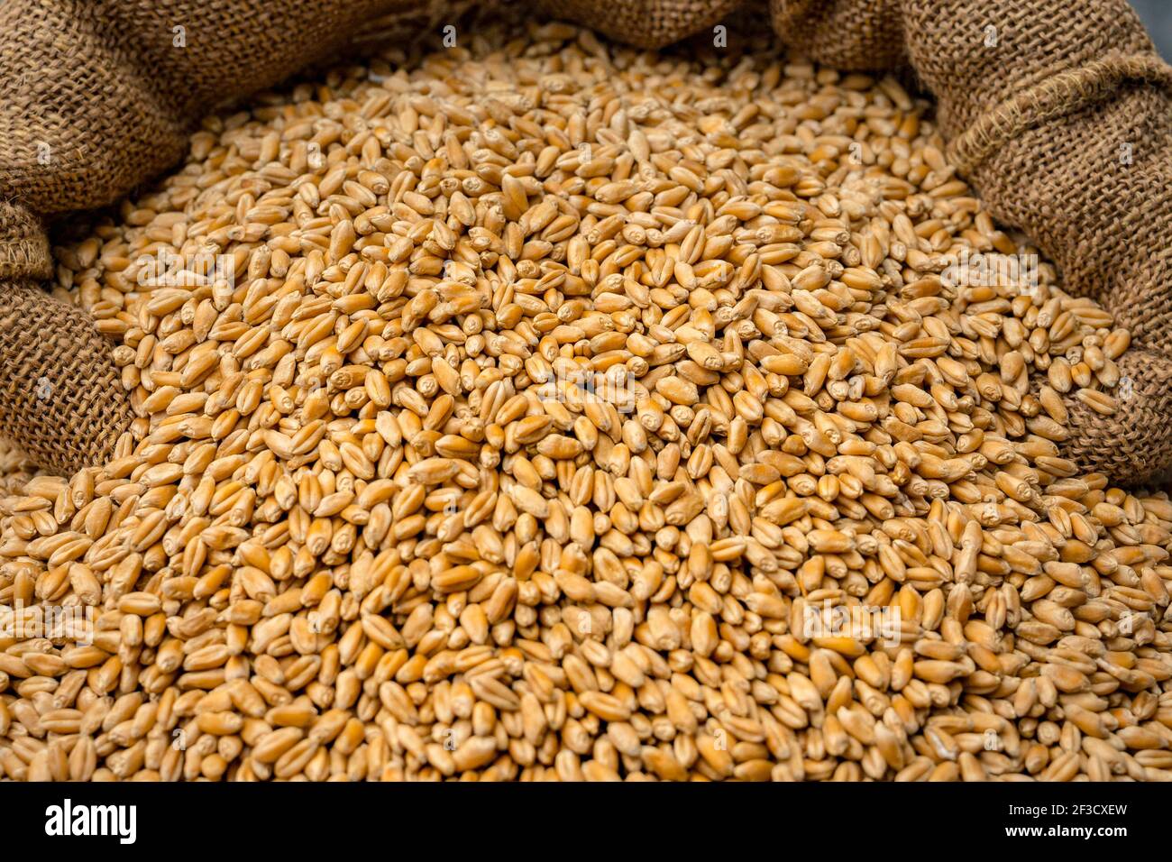 Wheat grains in sack. Close-up of cereal seeds Stock Photo - Alamy