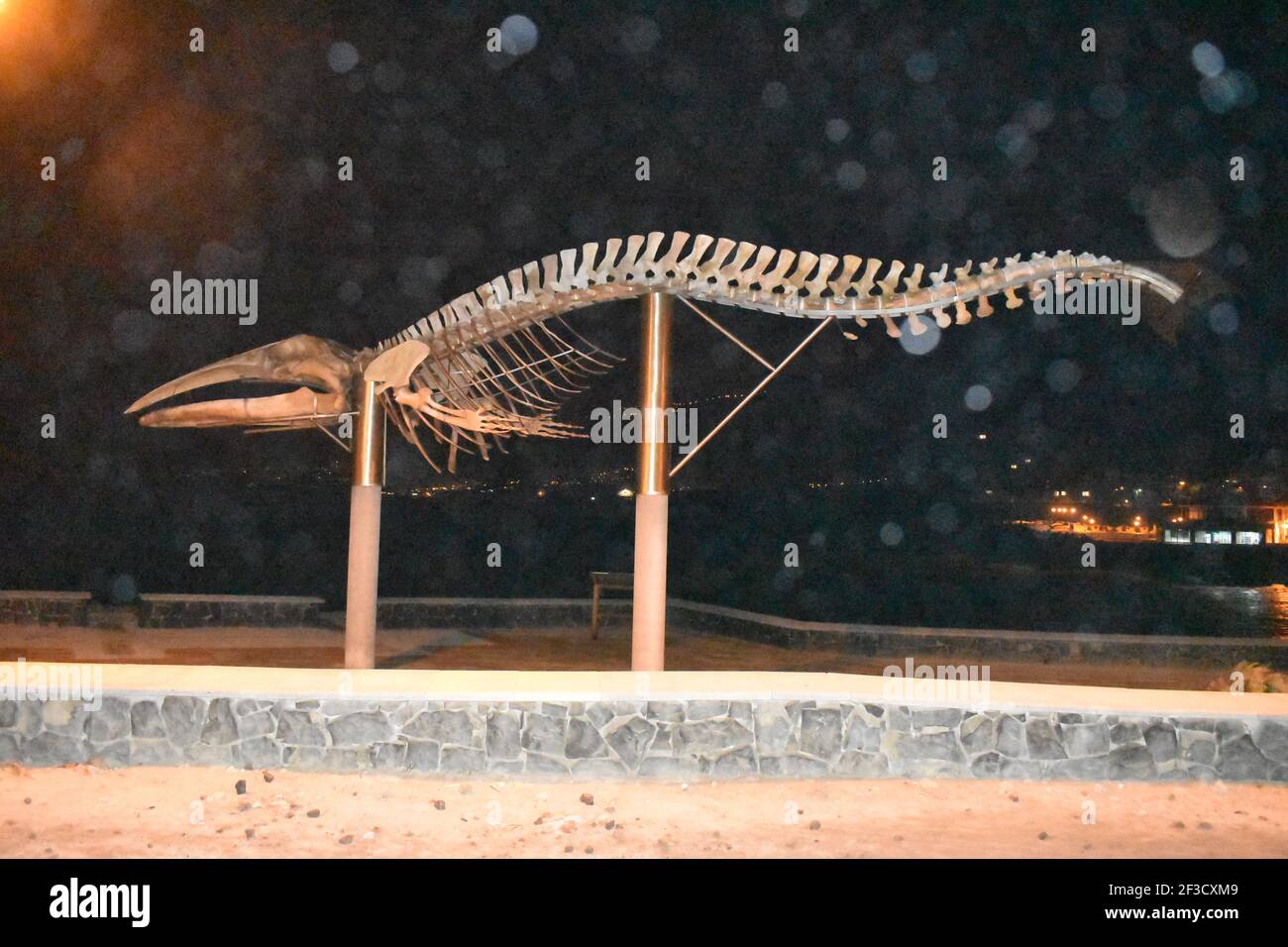 Skeleton humpback whale hi-res stock photography and images - Alamy