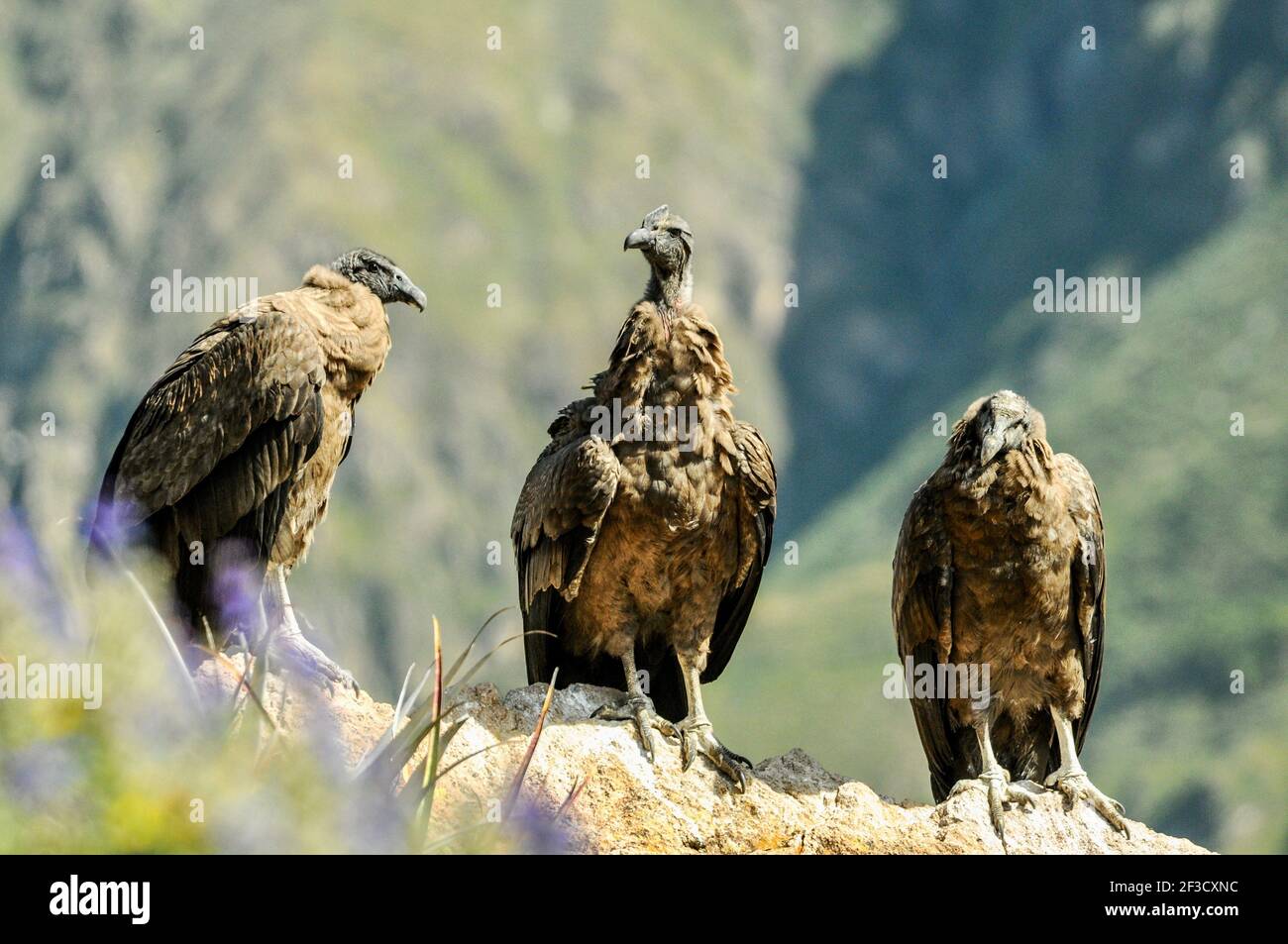 Female Andean condors (Vultur gryphus) sit on a ledge in the Andes ...