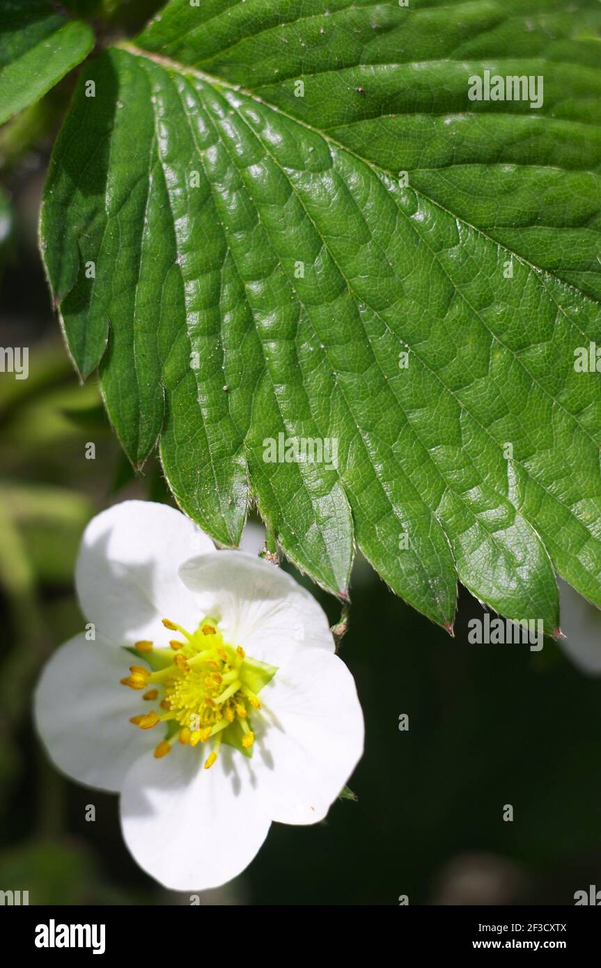Strawberry pollination hi-res stock photography and images - Alamy