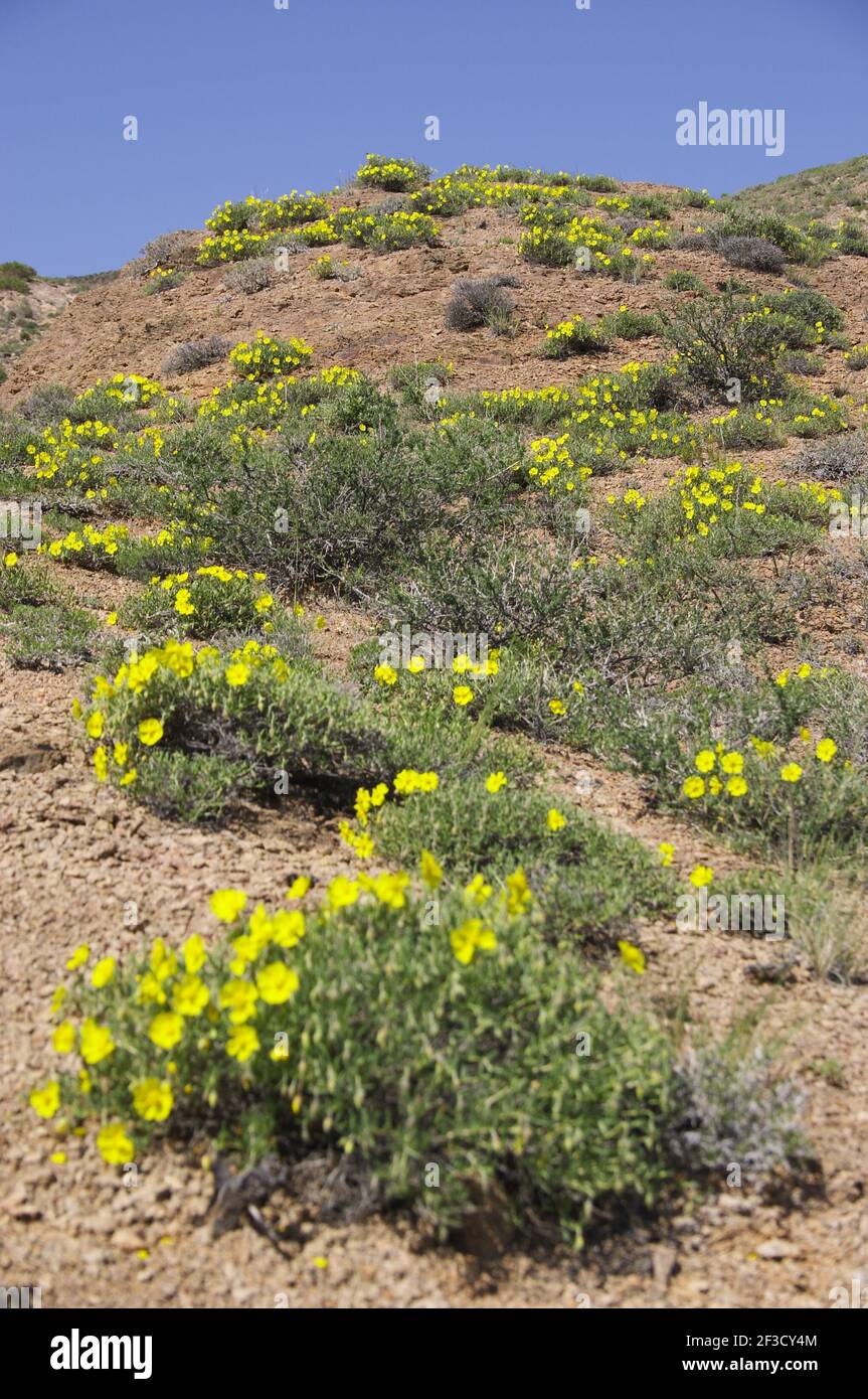 Yellow flowers on the hill Stock Photo - Alamy