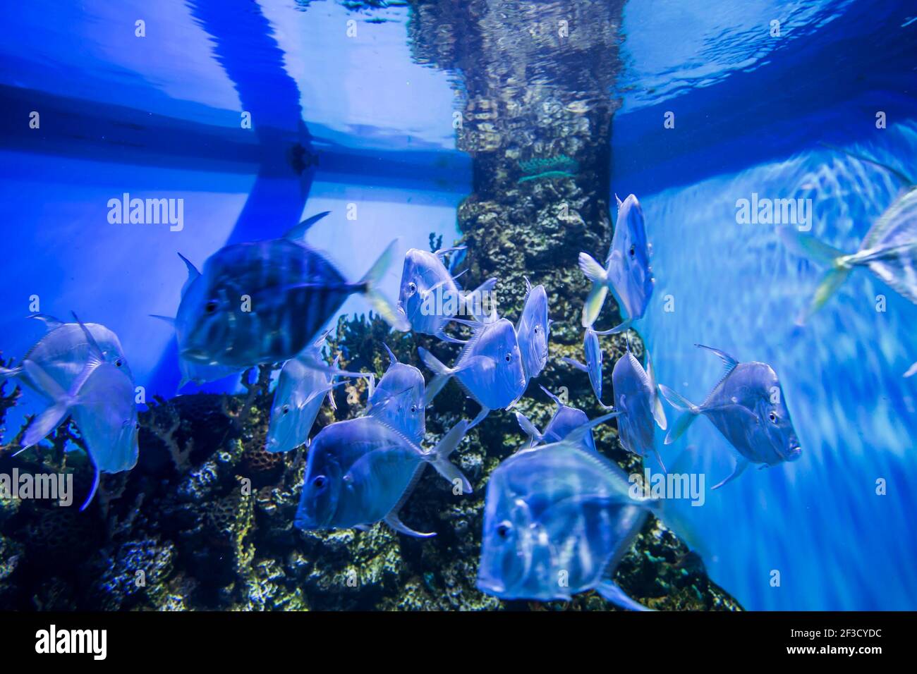 Large marine fish, underwater life Stock Photo - Alamy