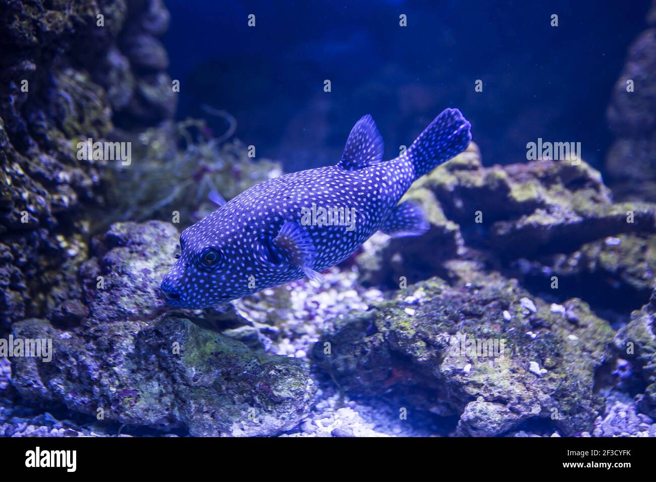 Large marine fish, underwater life Stock Photo - Alamy