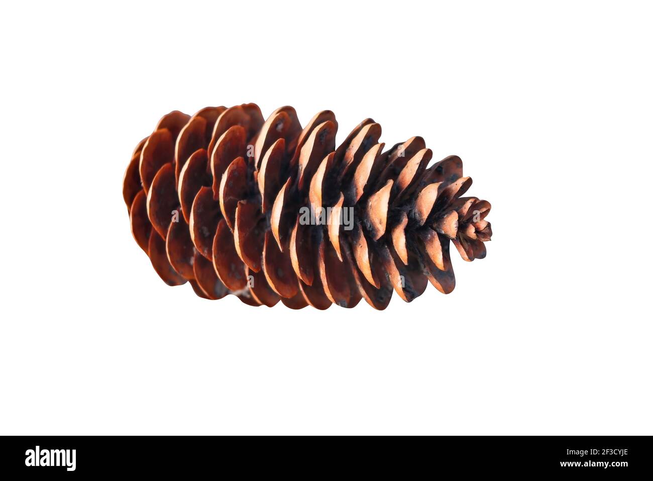 Fir-tree cone isolated on the white background Stock Photo - Alamy