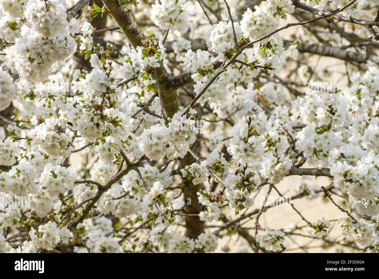 Springtime cherry blossoms, cherry tree white flowers blooming in ...