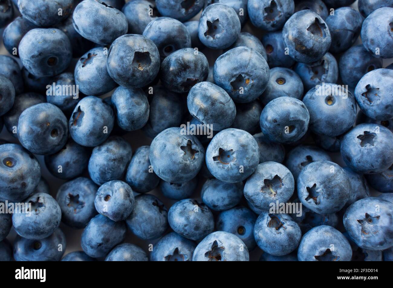 Fresh Blueberry Background. Texture blueberry berries close up Stock ...