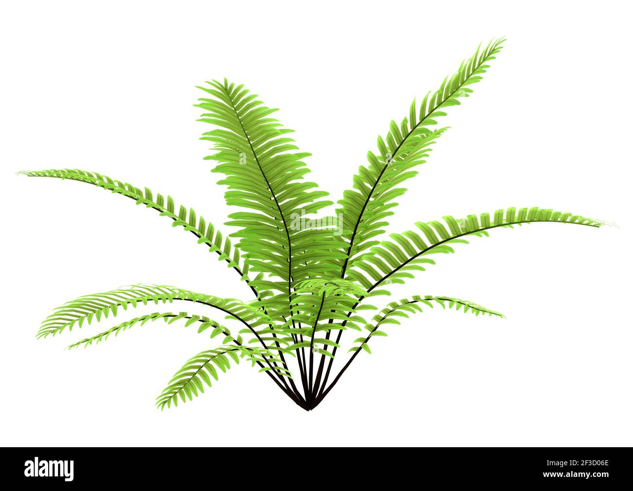 3D rendering of a green fern plant isolated on white background Stock ...