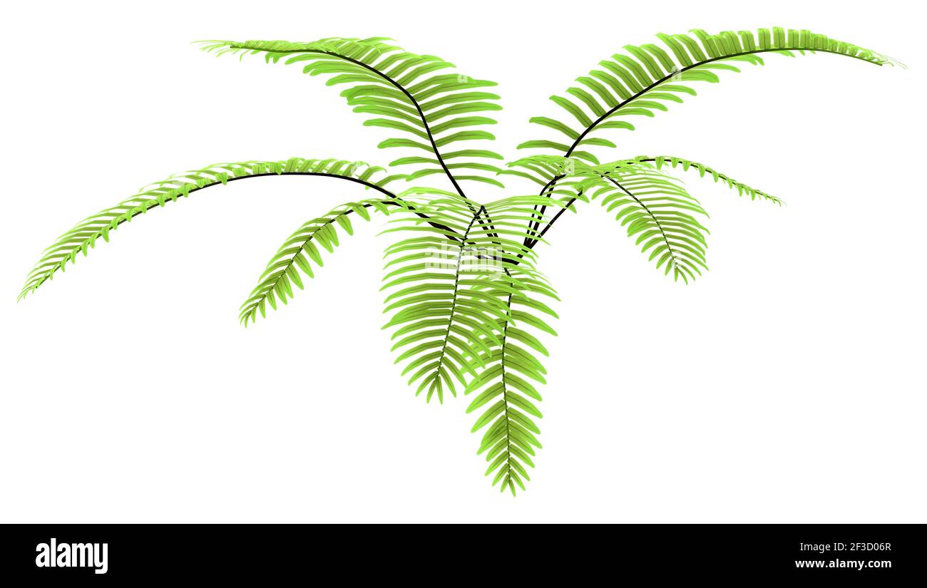 3D rendering of a green fern plant isolated on white background Stock ...