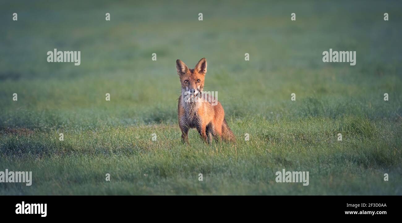 Red fox Vulpes he caught a mouse in the meadow and looked around with ...