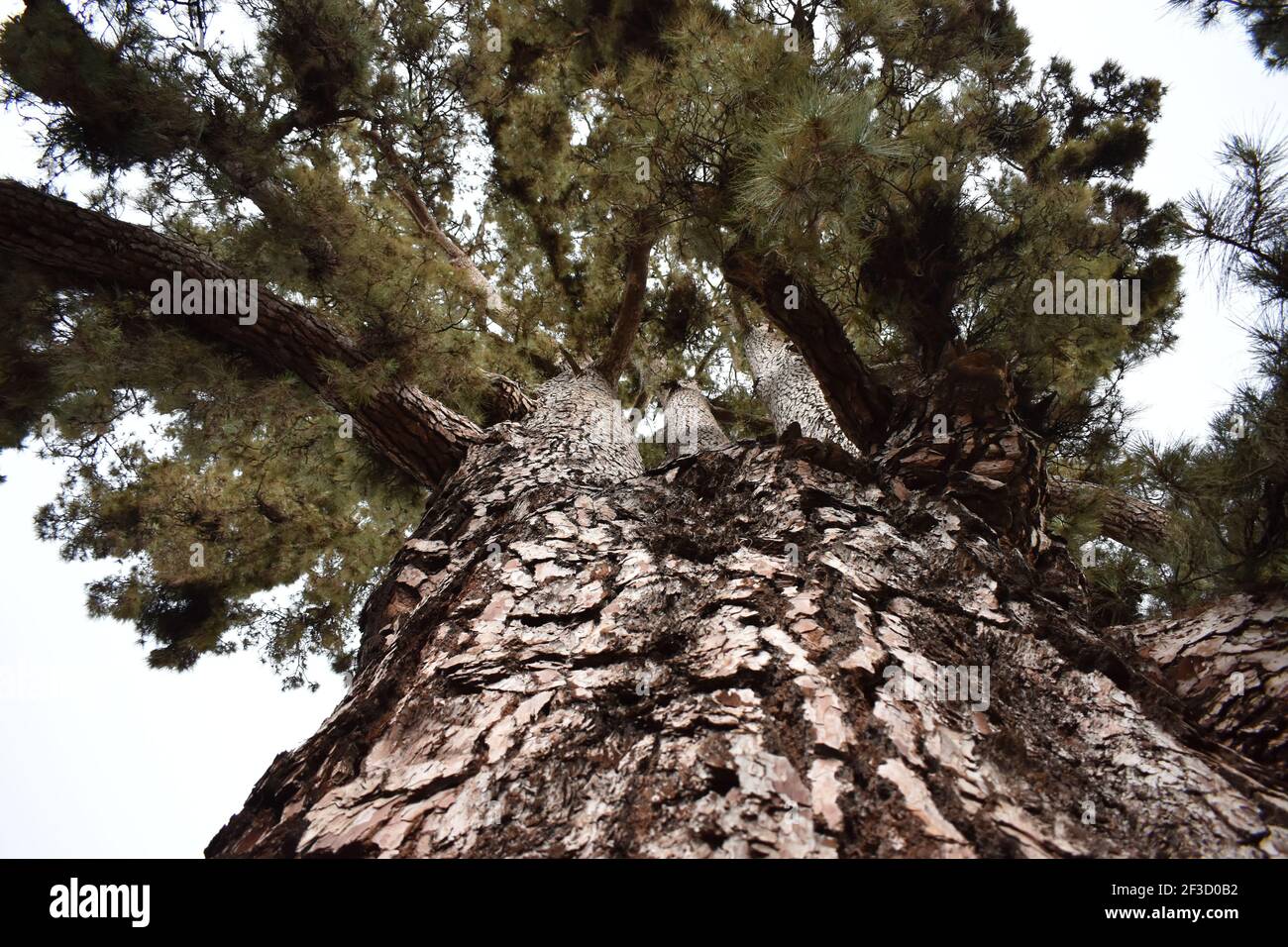 Huge tree with detailed texture Stock Photo - Alamy