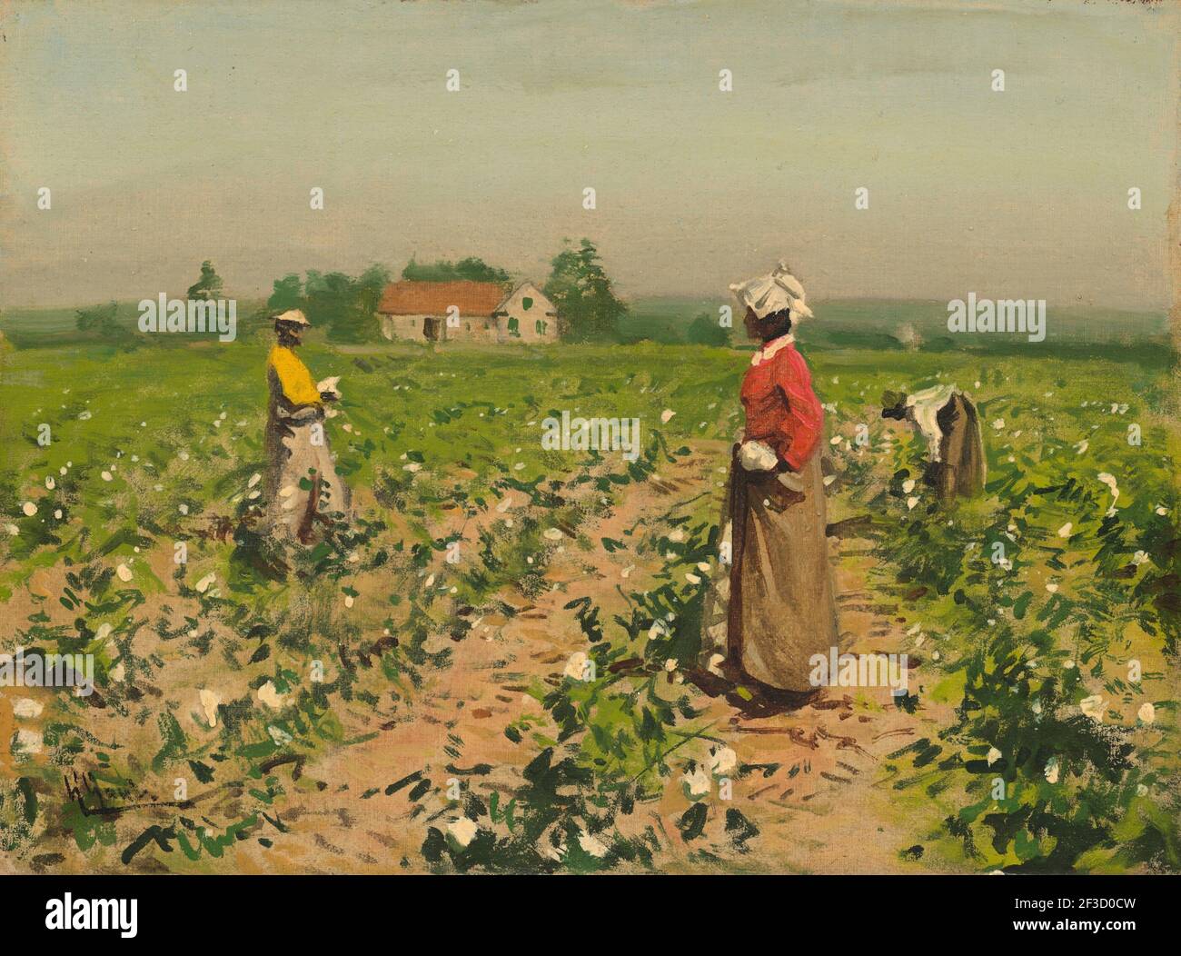 Hand picking cotton hi-res stock photography and images - Alamy