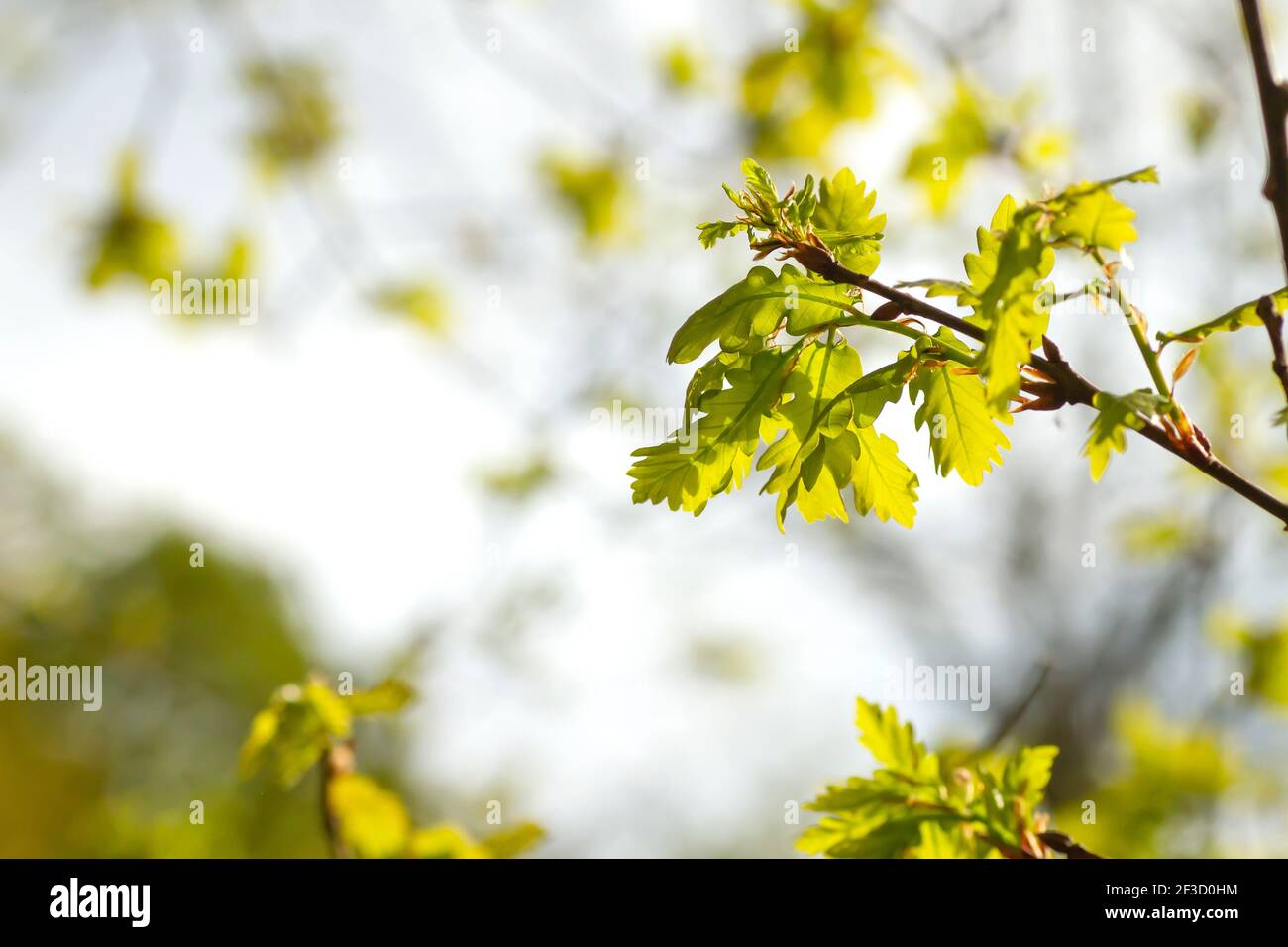 Quercus robur garden hi-res stock photography and images - Alamy