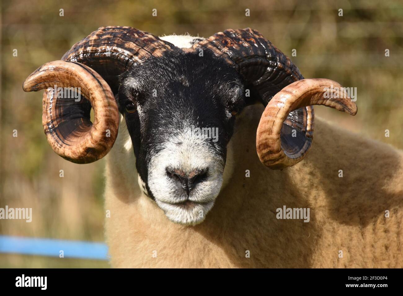Blackface ram sheep tup hi-res stock photography and images - Alamy