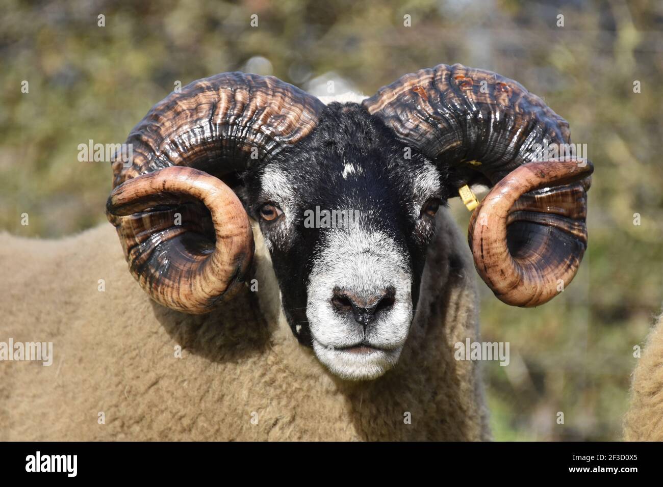 Blackface Tups sold at Lanark, Scotland Stock Photo - Alamy