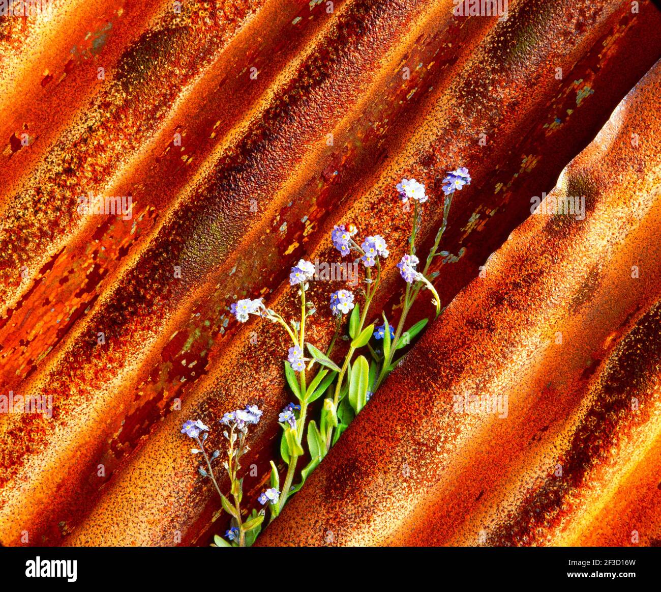 forget me nots, in rusted corrugated iron sheeting Stock Photo - Alamy