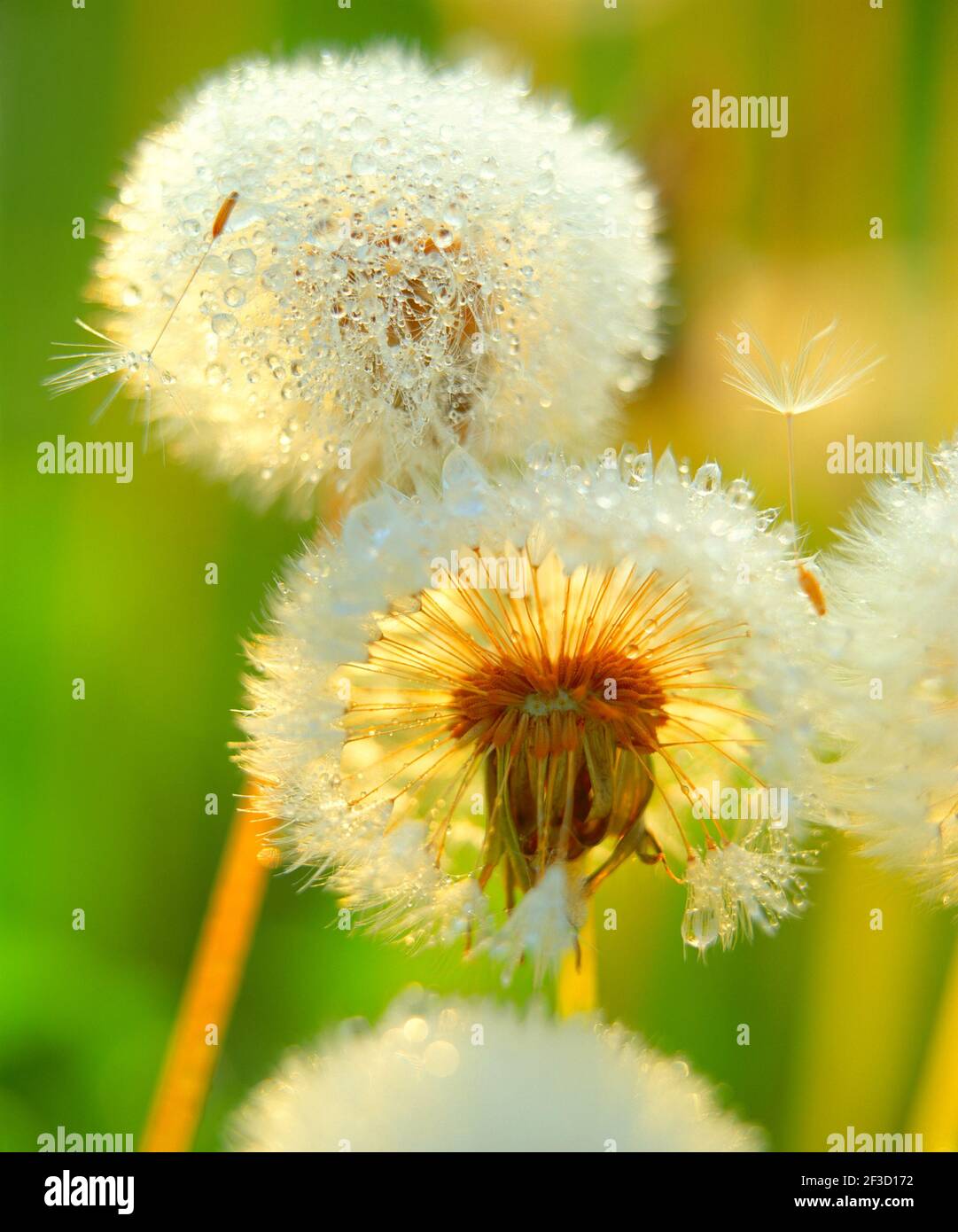 Seed delivery mechanism hi-res stock photography and images - Alamy