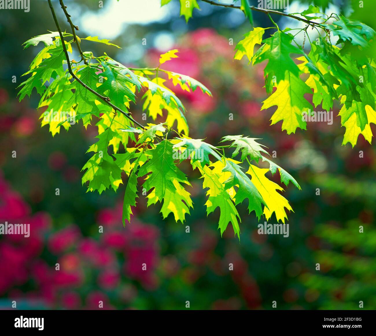 Sharp pointed leaves hi-res stock photography and images - Alamy