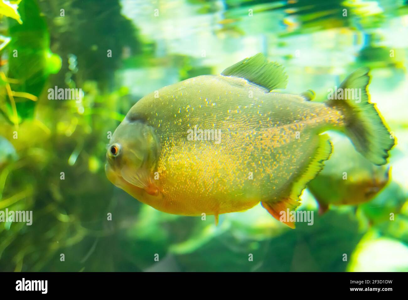 Piranha fish in a tropical aquarium, near Stock Photo - Alamy