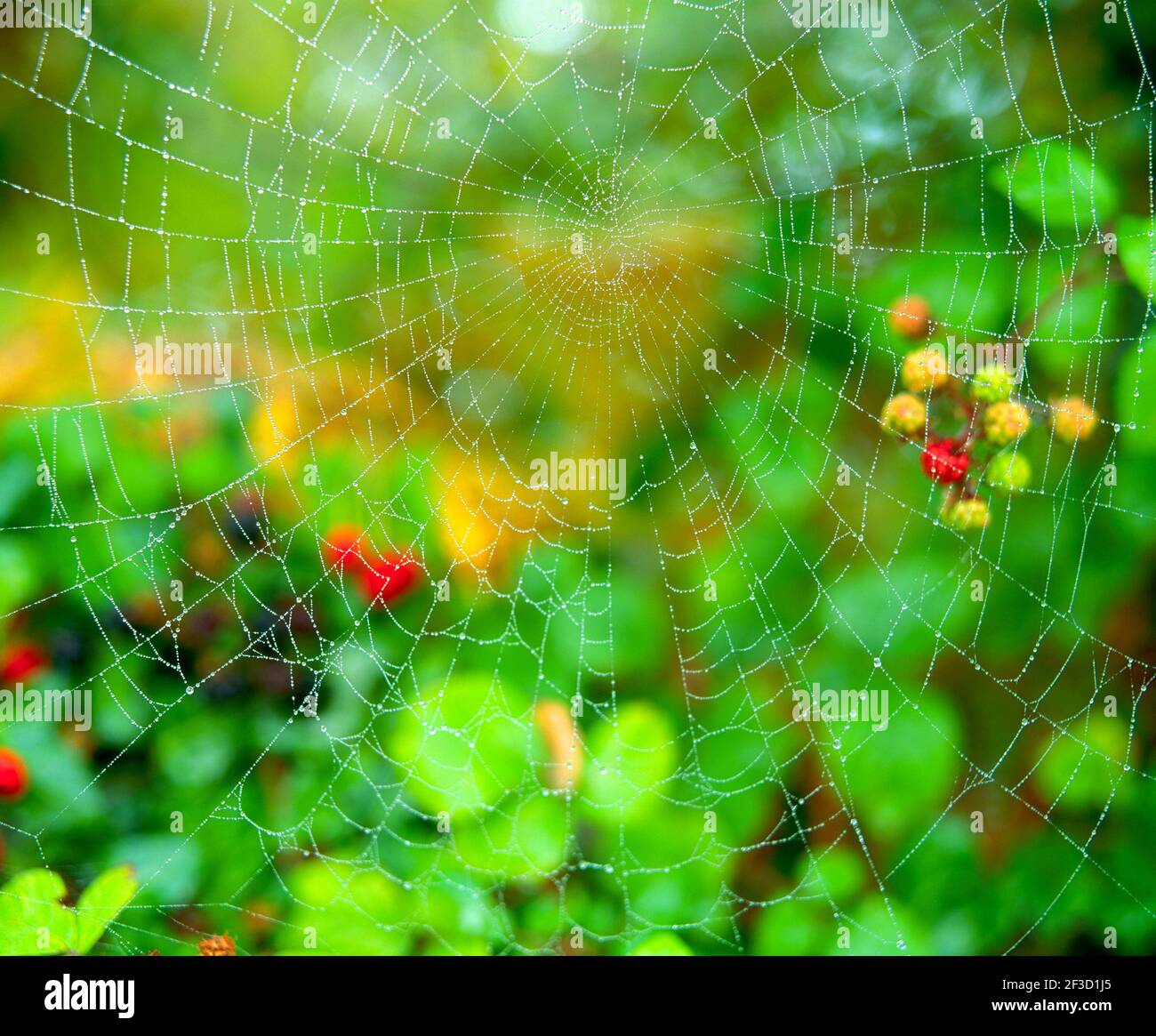 Spiders web structure hi-res stock photography and images - Alamy