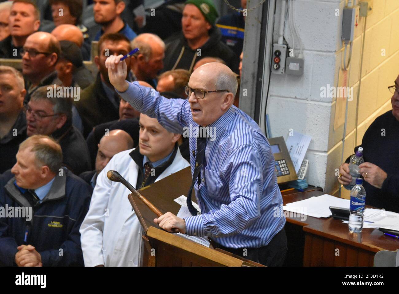 Pig auction hi-res stock photography and images - Alamy