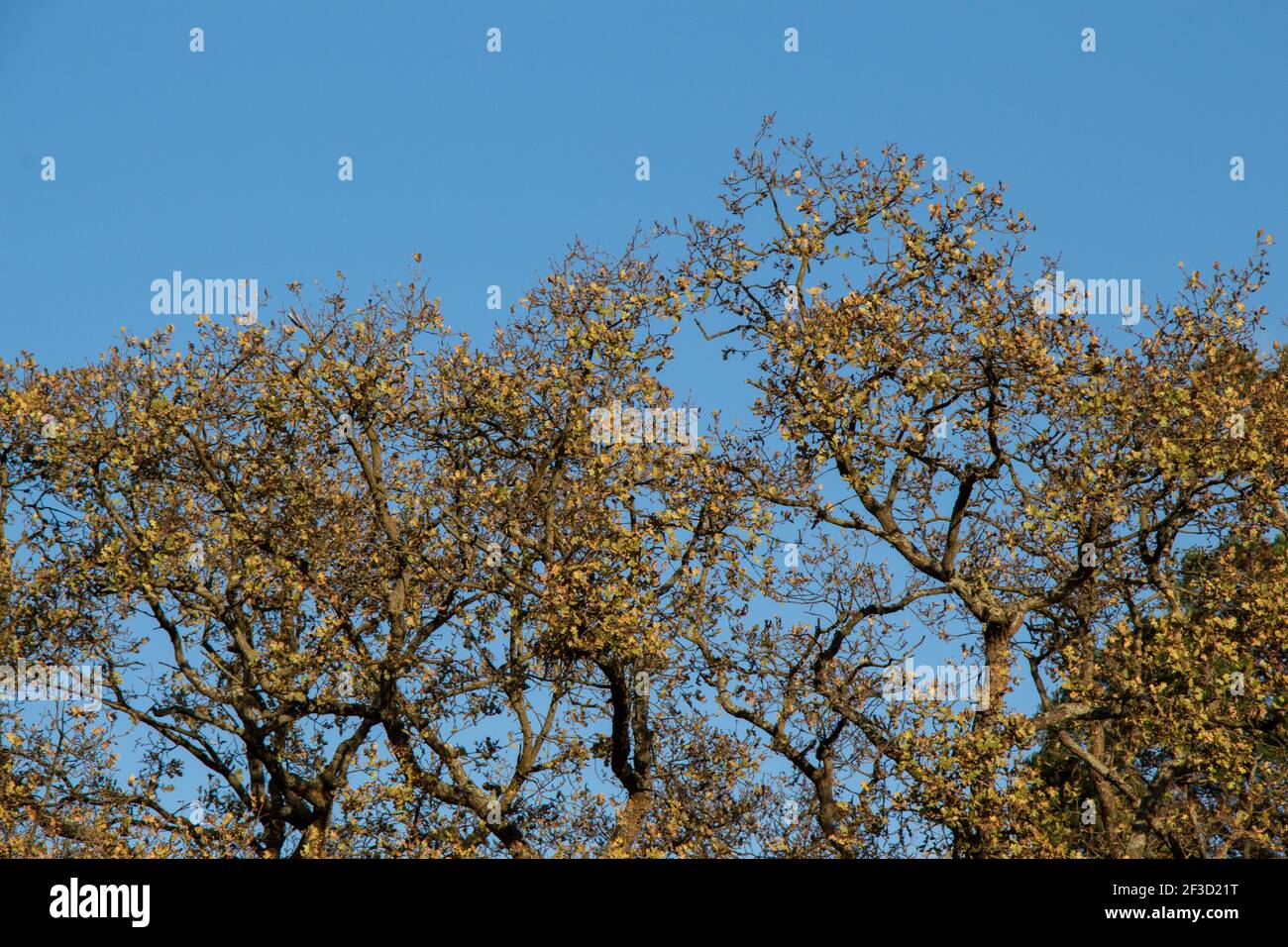 Autumn tree leaves texture background. leaf background texture Stock ...