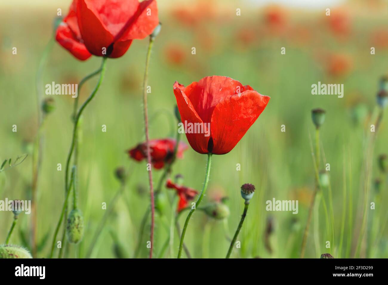 Red poppy wild flowers blooming in the springtime fields Stock Photo ...