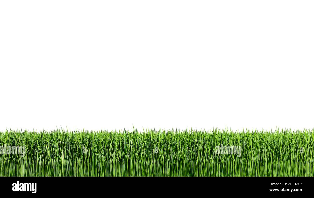 Grass isolated on white background. 3d rendering illustration Stock ...