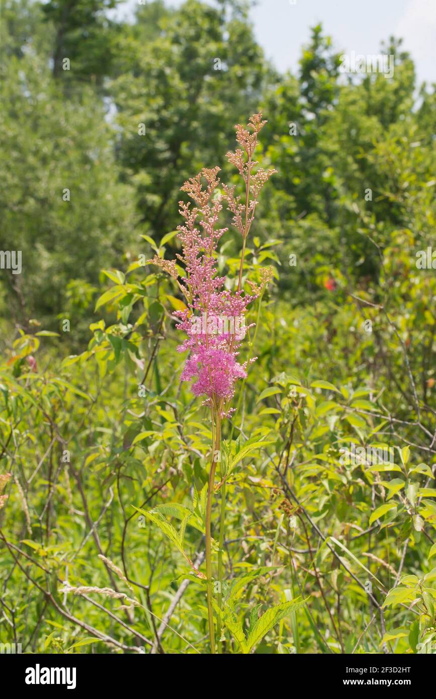 Queen Of The Prairie High Resolution Stock Photography and Images - Alamy