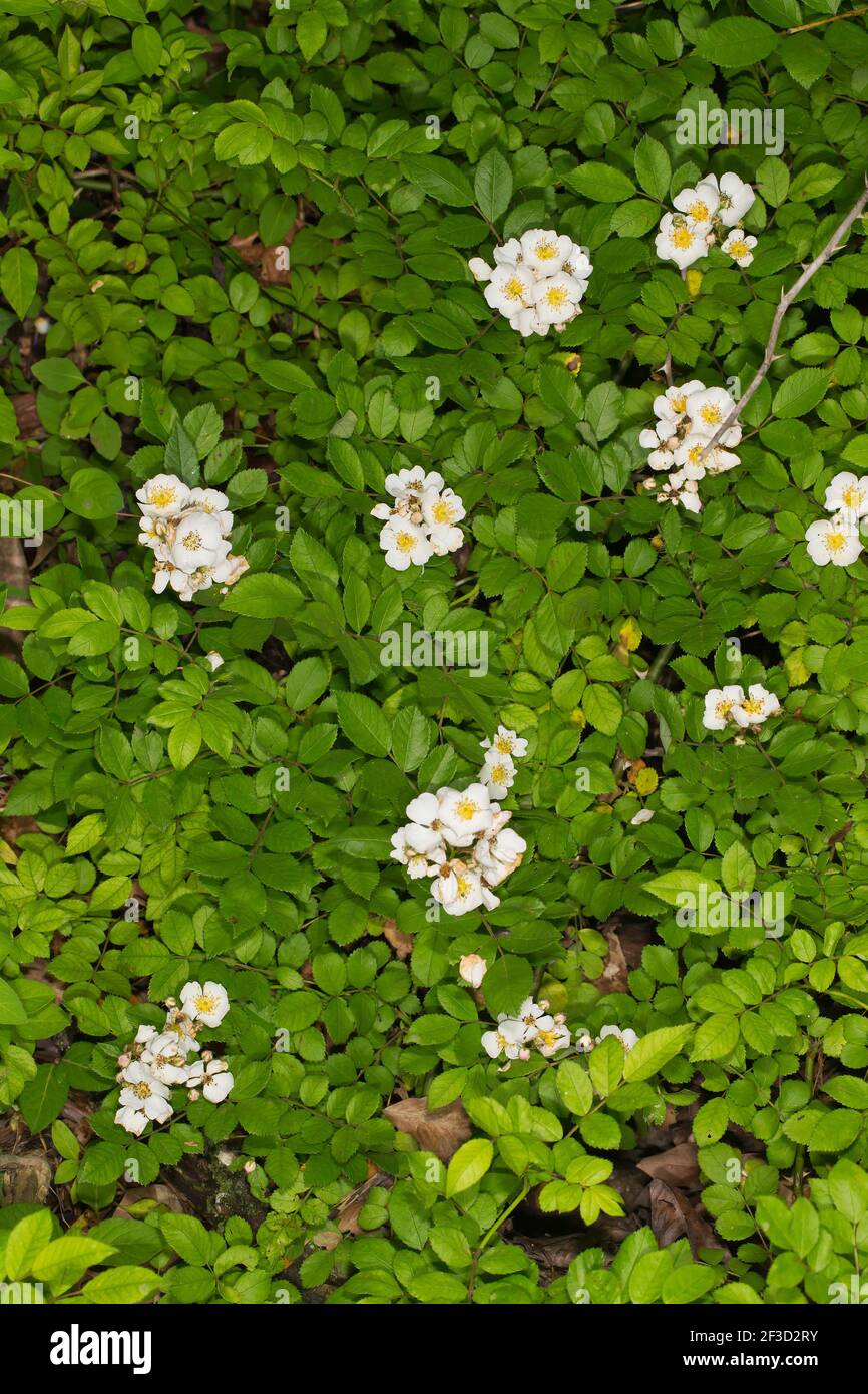 Rosa Multiflora Flower High Resolution Stock Photography and Images - Alamy