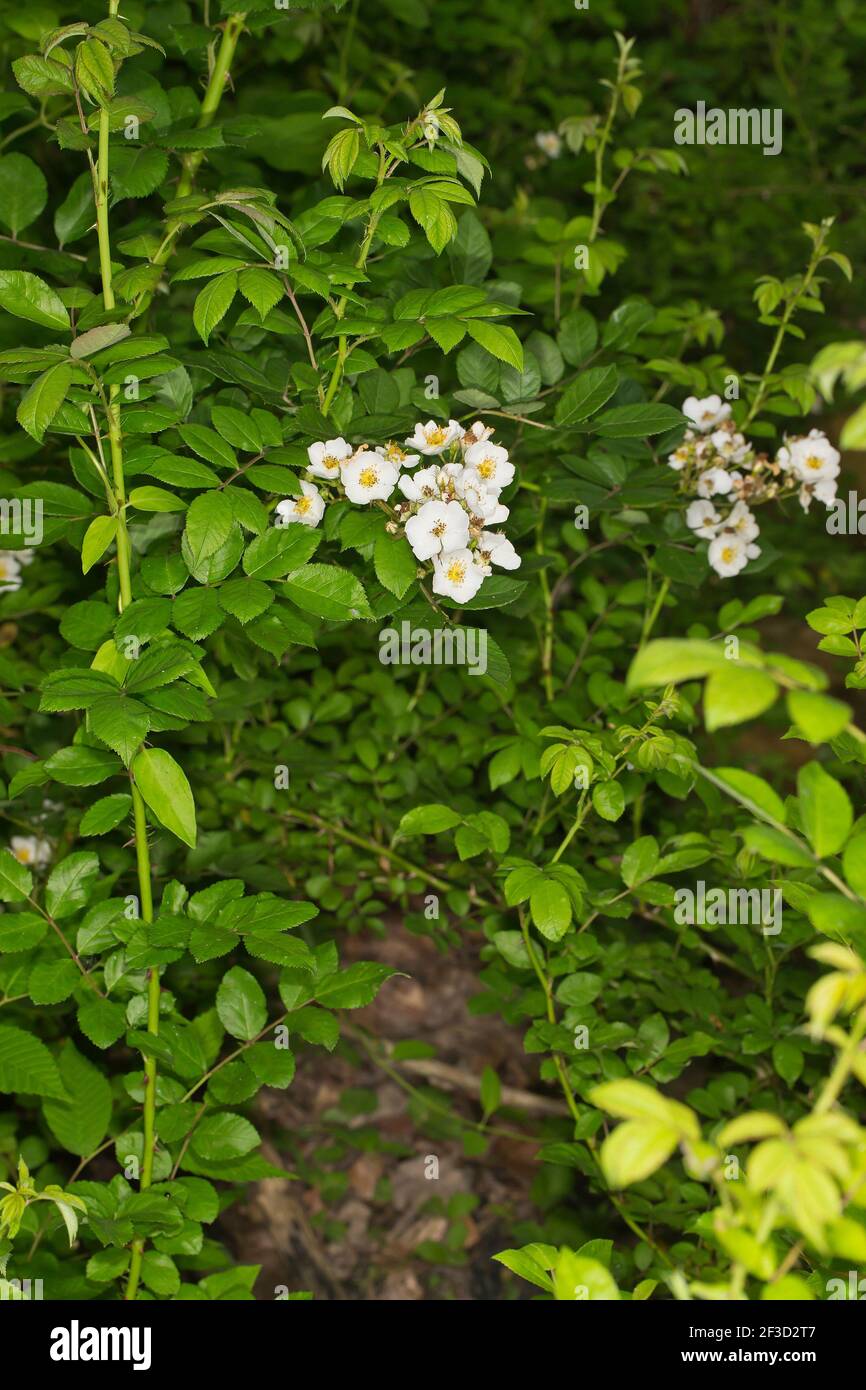 Rosa Multiflora Flower High Resolution Stock Photography and Images - Alamy