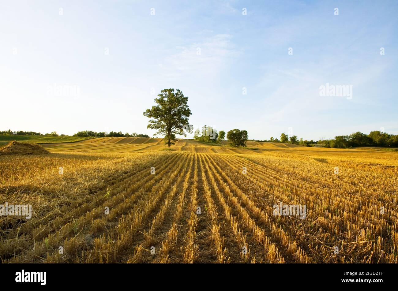 Freshly Cut Field of Yellow Straw with Beautiful Tree Horizontal Stock ...