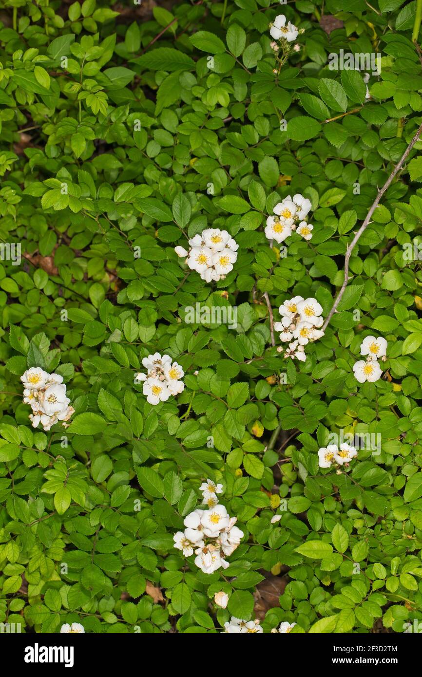Rosa Multiflora Flower High Resolution Stock Photography and Images - Alamy