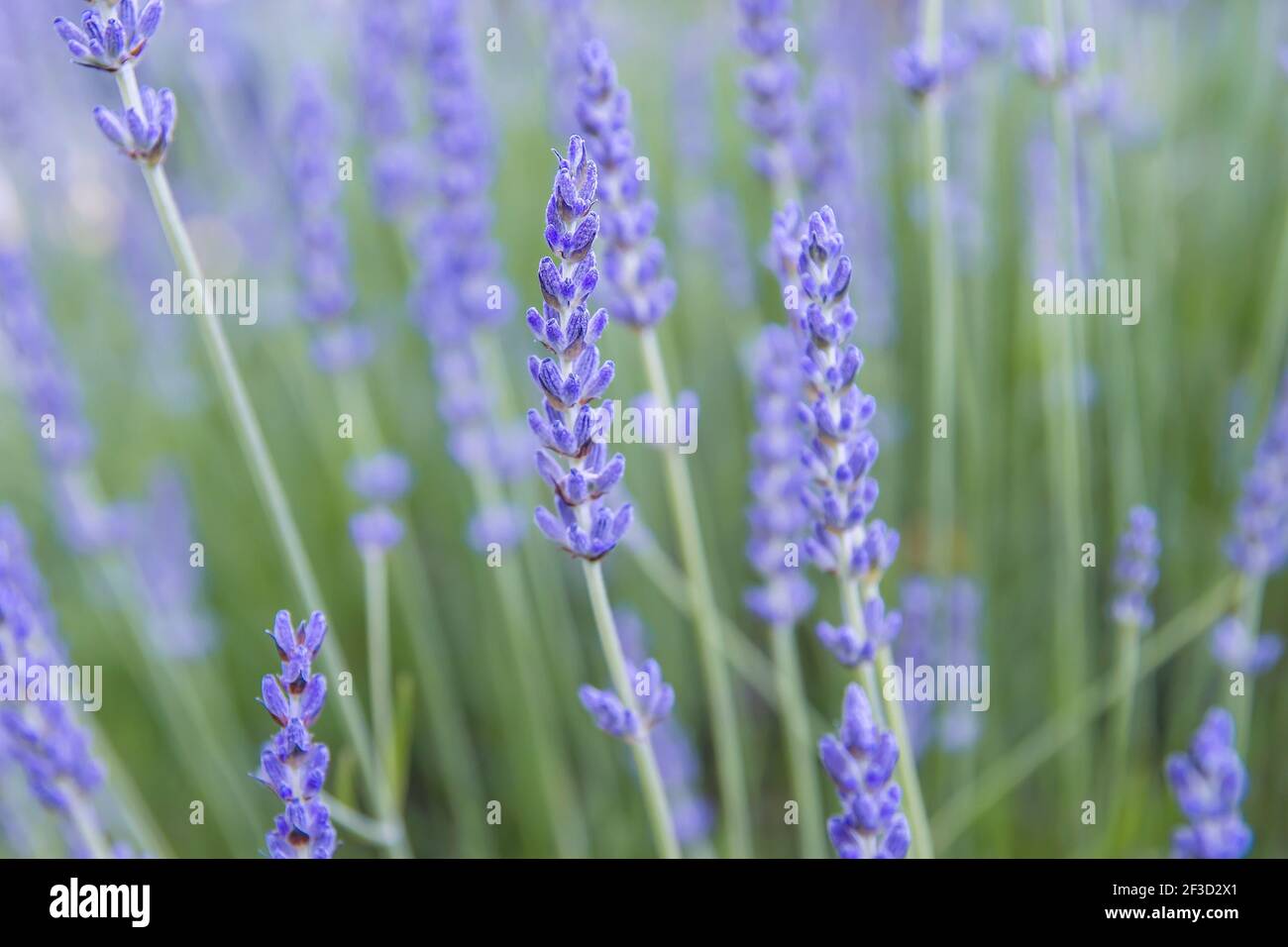Provence essence lavender hi-res stock photography and images - Alamy
